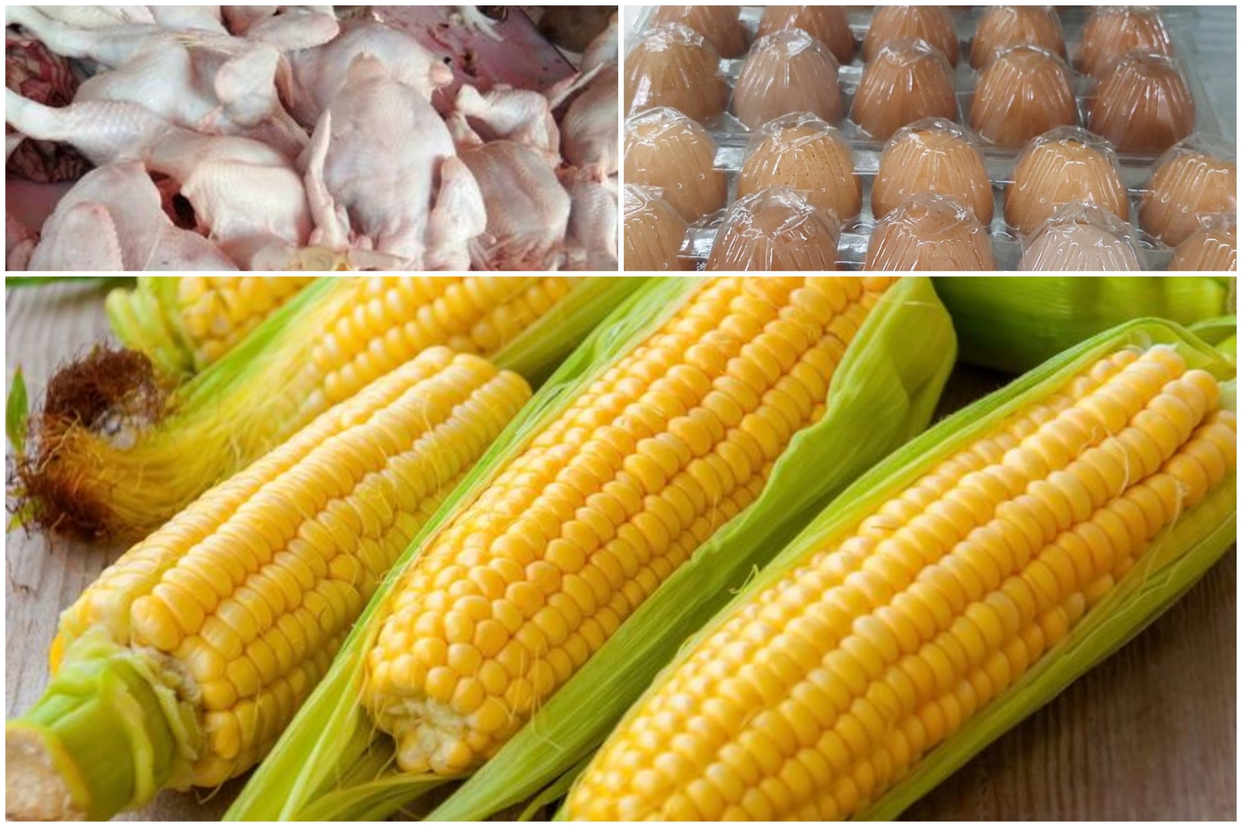 Harga Daging dan Telur Ayam Mahal, Disaat Harga Jagung Justru Anjlok ...